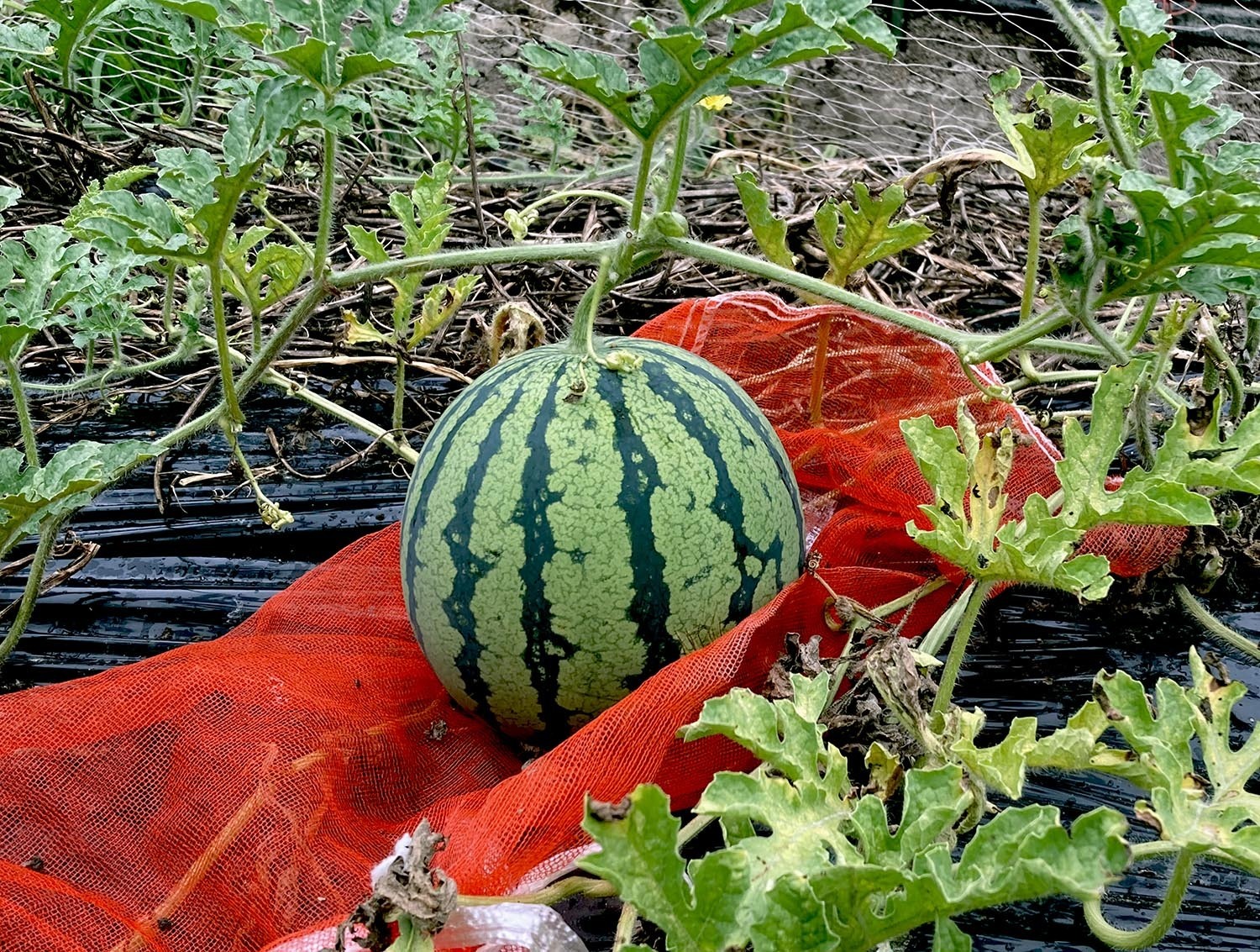 奇跡のスイカ: ヒゲメバルの野菜作り