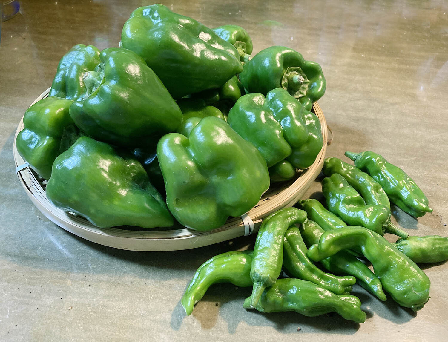 未だ穫れてます: ヒゲメバルの野菜作り