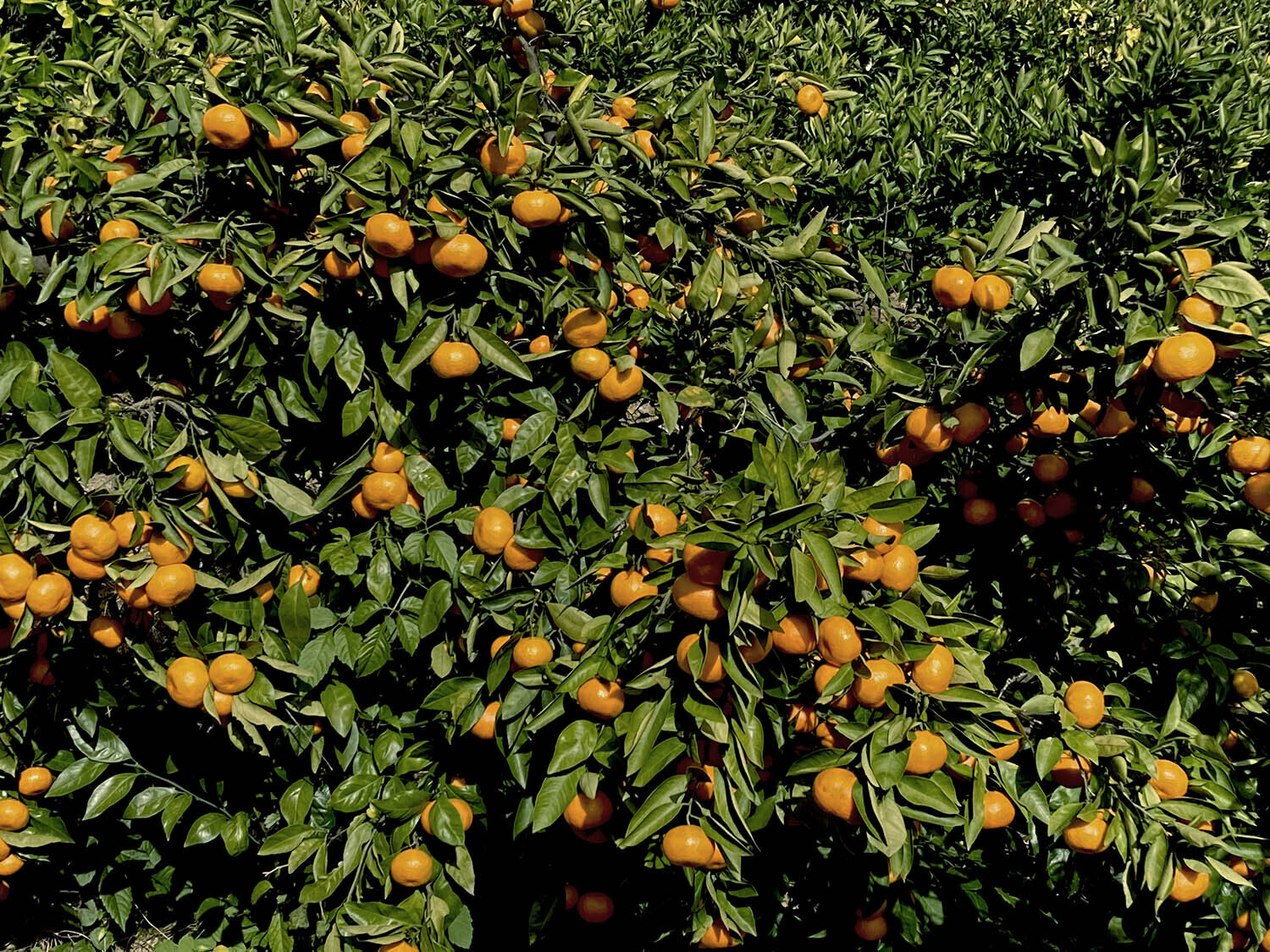 みかん鈴なり: ヒゲメバルの野菜作り