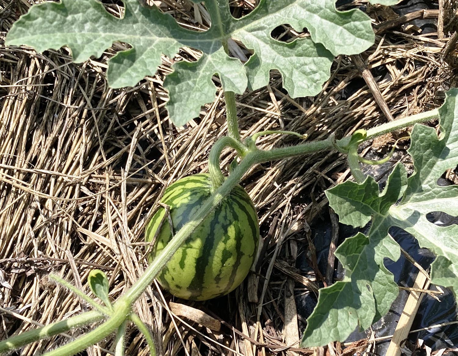 スイカ一番果摘果: ヒゲメバルの野菜作り